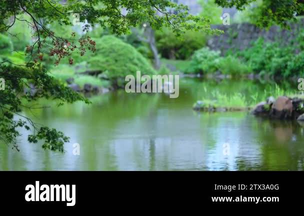 Japanese turtle Stock Videos & Footage - HD and 4K Video Clips - Alamy