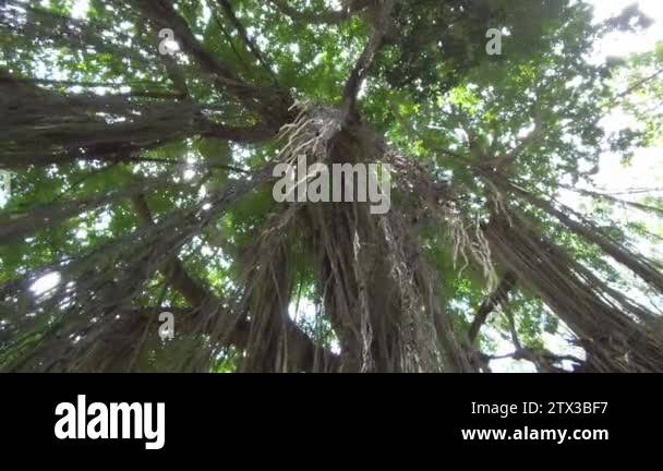 LOW ANGLE, CLOSE UP, LENS FLARE: Woody liana plants hanging from huge ...