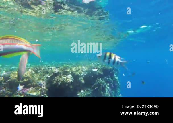 Coral Reef with Colorful Fish Floating in Red Sea near the Coral Reef ...