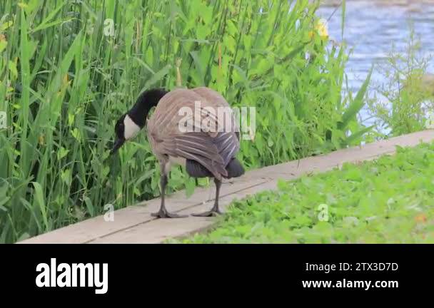 Canadian pond weed Stock Videos & Footage - HD and 4K Video Clips - Alamy