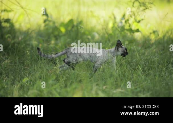 Young gray devon rex Stock Videos & Footage - HD and 4K Video Clips - Alamy