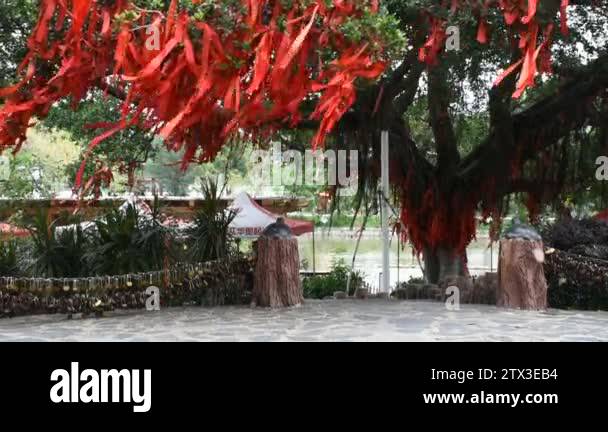 Chinese sacred tree Stock Videos & Footage - HD and 4K Video Clips - Alamy