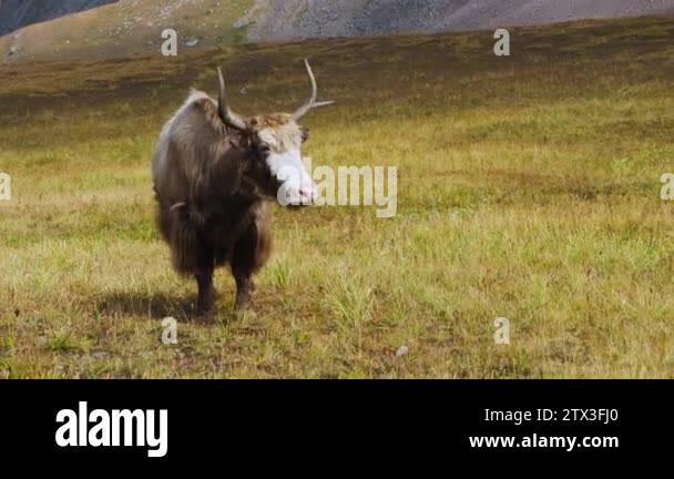 Tibetan Yak is aggressive. The yak defends its territory. Yak attacked ...