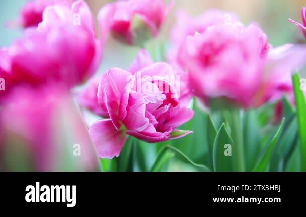 Form with double flowers Stock Videos & Footage - HD and 4K Video Clips ...