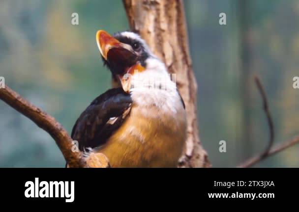 Male bird behavior Stock Videos & Footage - HD and 4K Video Clips - Alamy