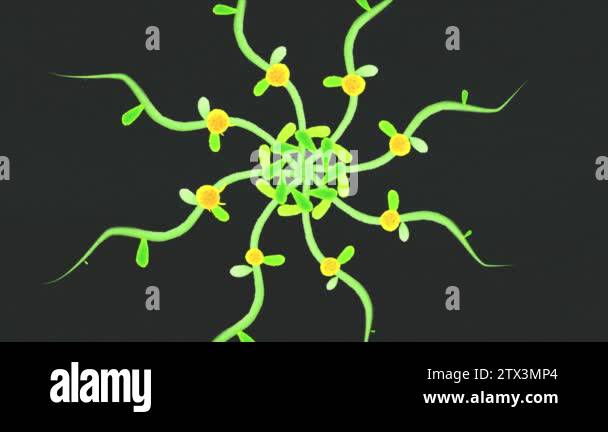 Abstract animation of the formation of flowers. Beautiful animation of ...