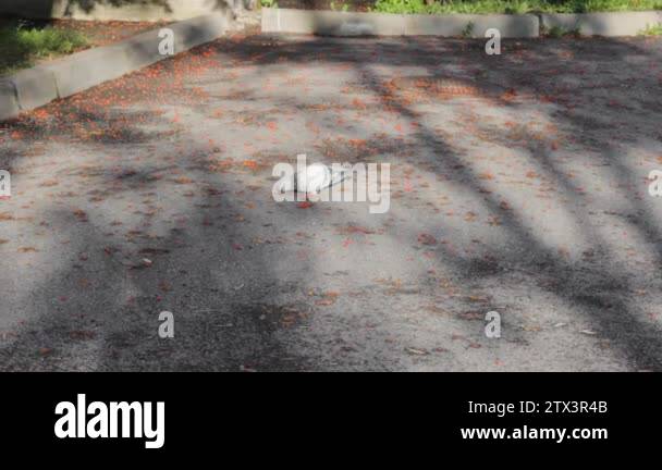 Pigeon wildlife Stock Videos & Footage - HD and 4K Video Clips - Alamy