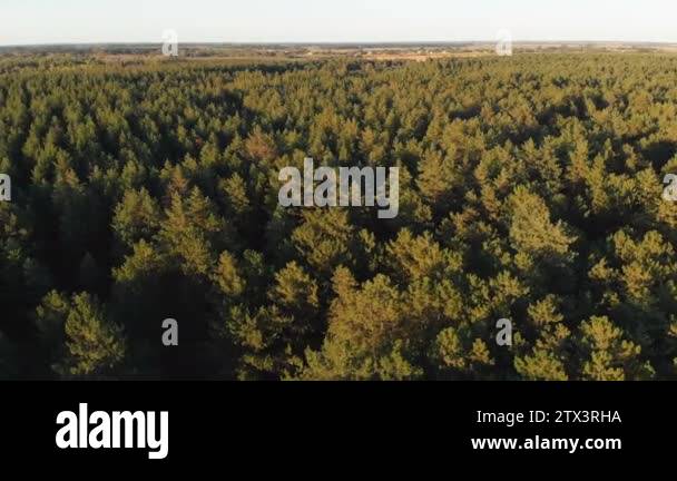 Pine forest, aerial view with drone. Top view in pine wood park Stock ...