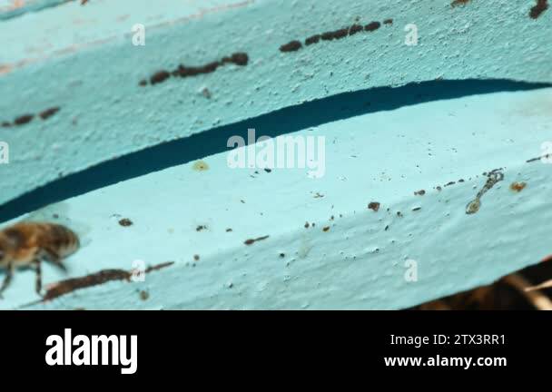 Domestic Bee Colony Flying at Entrance of a Beehive (Ultra High ...