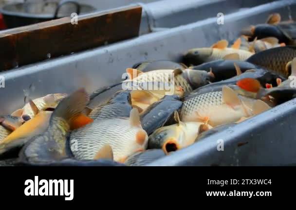 Classification of fish Stock Video Footage - Alamy