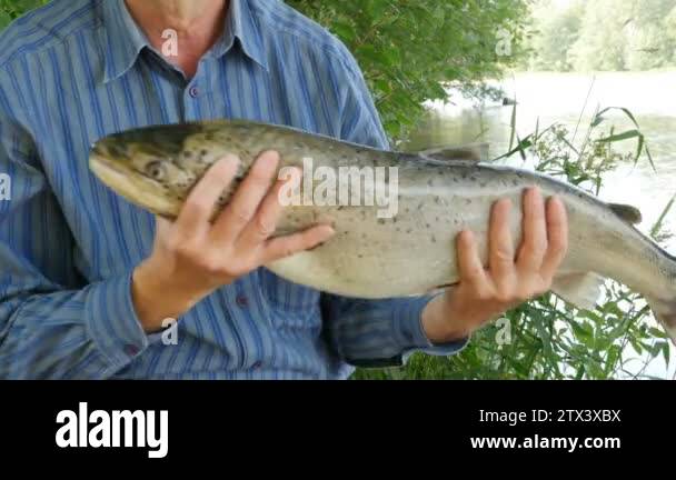 Fisherman holding up fish Stock Videos & Footage - HD and 4K Video Clips - Alamy