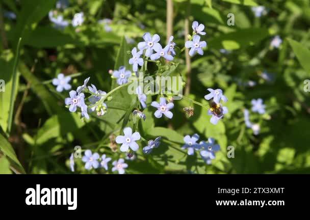 Forget me not cynoglossum blue Stock Videos & Footage - HD and 4K Video ...
