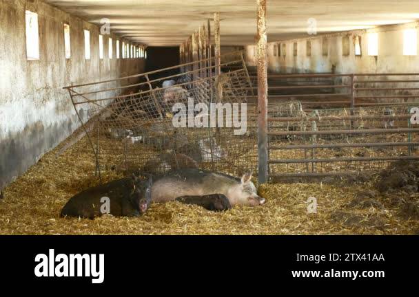 Sow and piglets of domestic pig Sus scrofa domesticus swine, hog in a ...