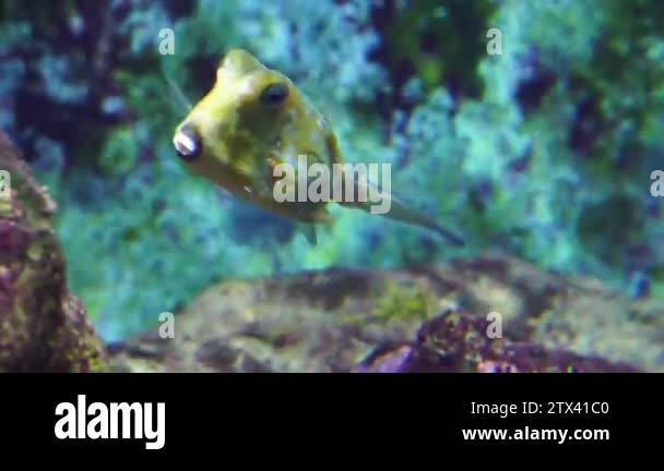 White fish with dots Stock Videos & Footage - HD and 4K Video Clips - Alamy
