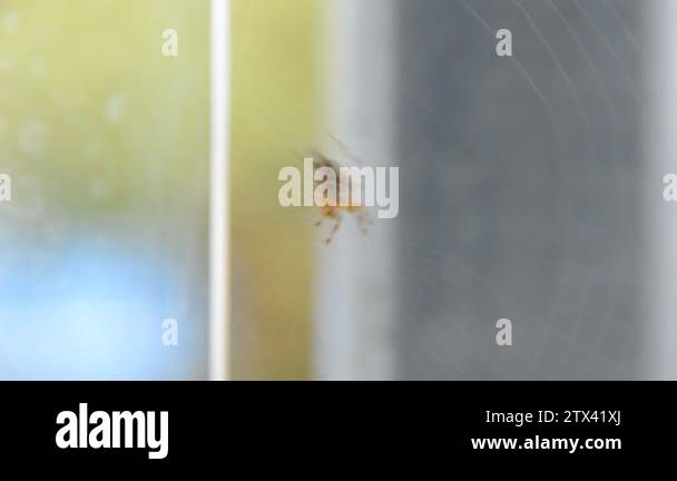 Weaver spider in a window at the house.The Walnut Orb-weaver spider ...