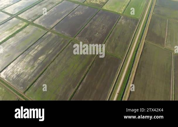 The rice fields are flooded with water. Flooded rice paddies. Agronomic ...