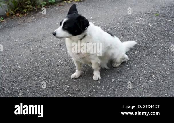 Thick white dog with black spots, lazily sitting and walking on a walk ...