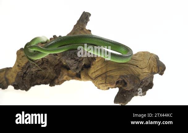 Rhinoceros Ratsnake or Rhynchophis Boulengeri. Also Known as Rhinoceros ...