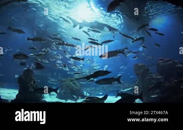 Beautiful fish oceanarium, deep underwater world panoramic view ...