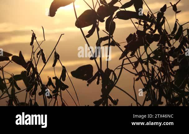 Plant in sunset Stock Videos & Footage - HD and 4K Video Clips - Alamy