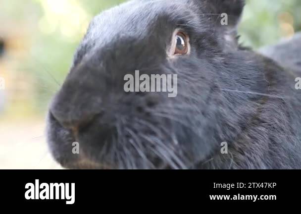 Portrait of a black Flemish Giant rabbit. The Flemish Giant rabbit is a ...
