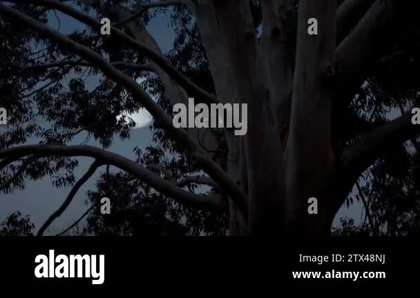 Australian outback with moon Stock Videos & Footage - HD and 4K Video ...