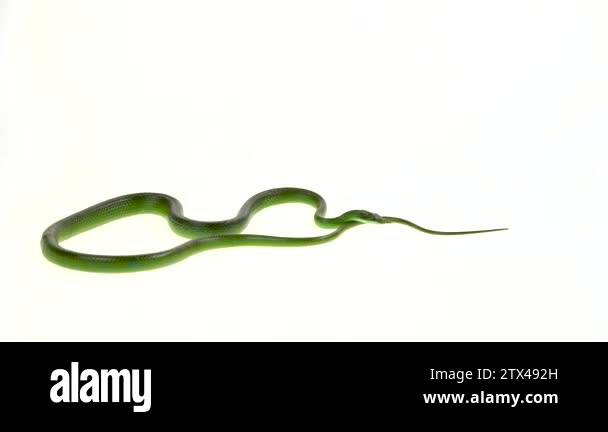 Rhinoceros Ratsnake or Rhynchophis Boulengeri. Also Known as Rhinoceros ...