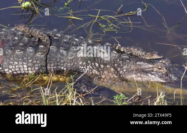 Crocodile mother and babies Stock Videos & Footage - HD and 4K Video Clips - Alamy