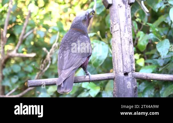 Rakiura south island new zealand Stock Videos & Footage - HD and 4K ...