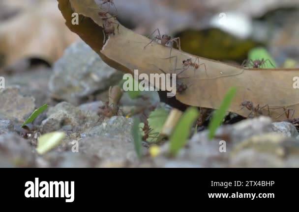 Leaf Cutter Ants moving dead leaf from path, Panama City Metro Park ...