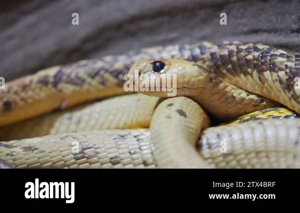 Cobra pattern Stock Videos & Footage - HD and 4K Video Clips - Alamy
