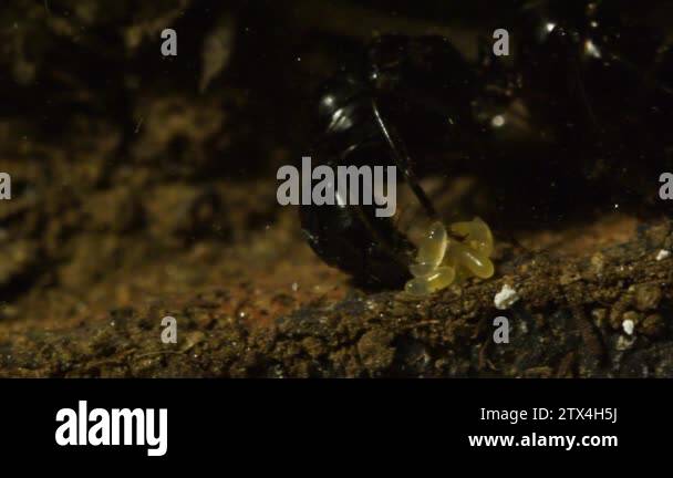 Queen larva Stock Videos & Footage - HD and 4K Video Clips - Alamy