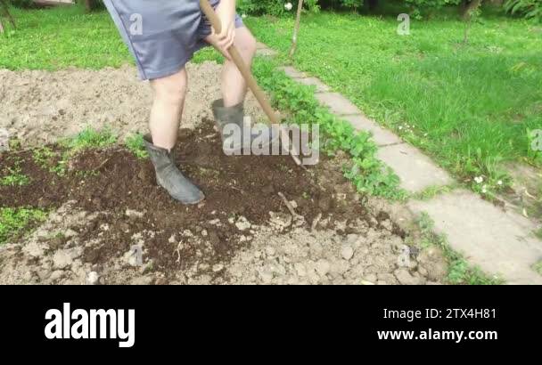 Land digging in a small garden for a private supply of natural food ...