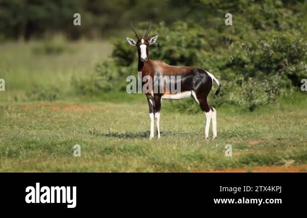 Bontebok species Stock Videos & Footage - HD and 4K Video Clips - Alamy