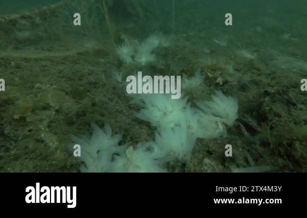 underwater landscape, seabed overgrown with brown algae Cat Gut, Dead ...