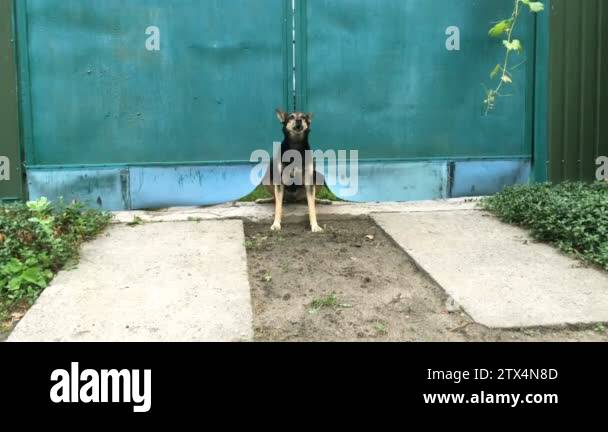 Angry mongrel dog Stock Videos & Footage - HD and 4K Video Clips - Alamy