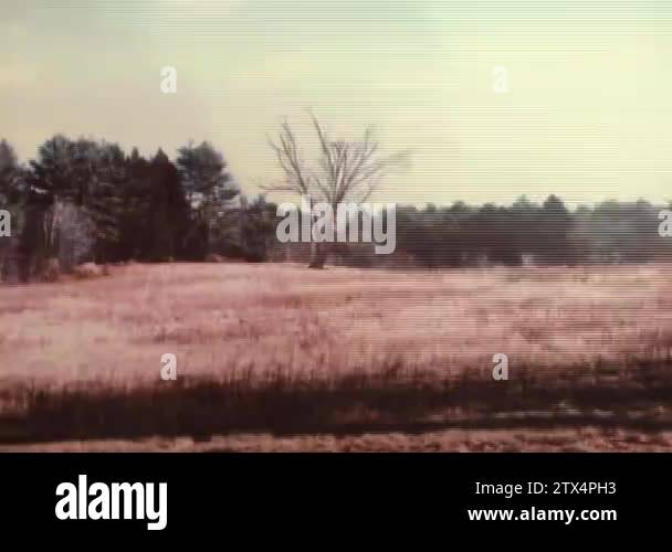Light hitting tree Stock Videos & Footage - HD and 4K Video Clips - Alamy