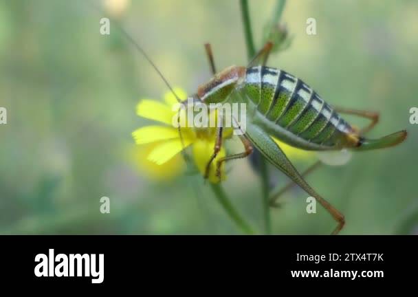Corfu insect Stock Videos & Footage - HD and 4K Video Clips - Alamy
