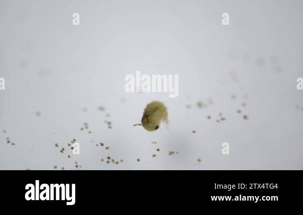 mosquitoes larvae in dirty water and young is born disease Dengue fever ...