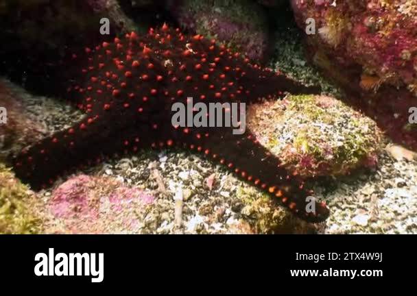 Starfish five-finger underwater lagoon of ocean on Galapagos Stock ...