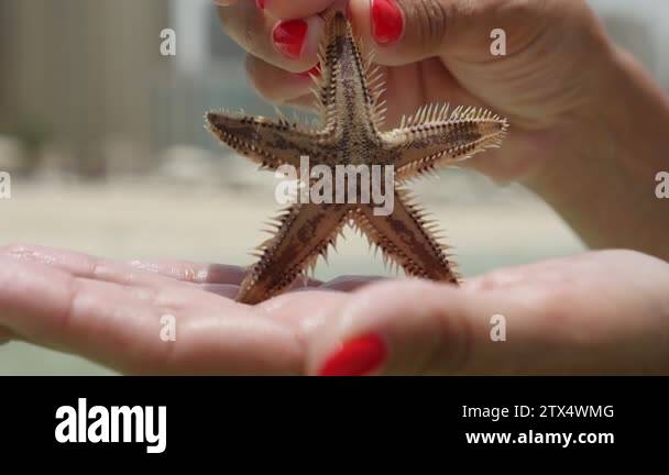 Red and spiny starfish Stock Videos & Footage - HD and 4K Video Clips ...