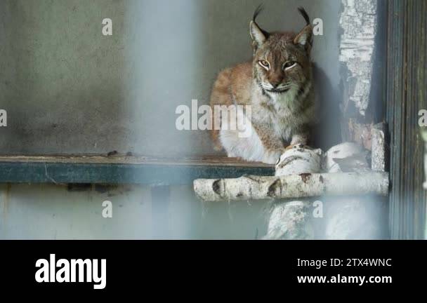 Siberian lynx Lynx wrangeli , also known as East Siberian lynx. Furry ...