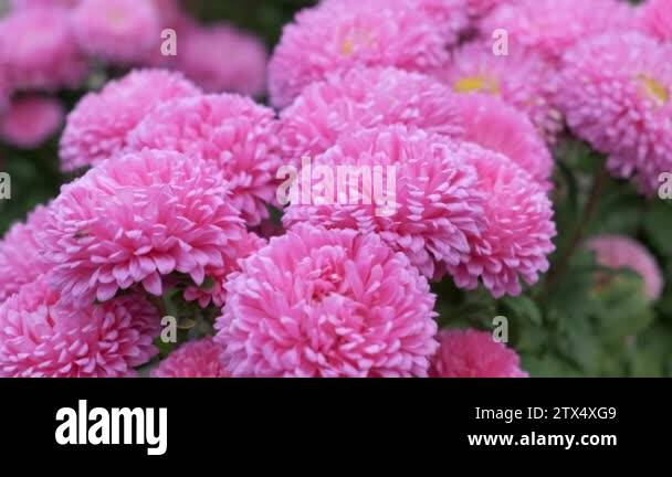 Dwarf aster flower Stock Videos & Footage - HD and 4K Video Clips - Alamy