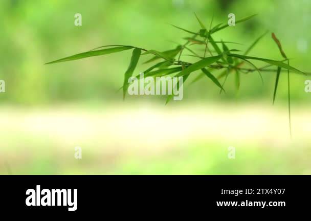 Bamboo leaves backlit from sunlight Stock Videos & Footage - HD and 4K ...