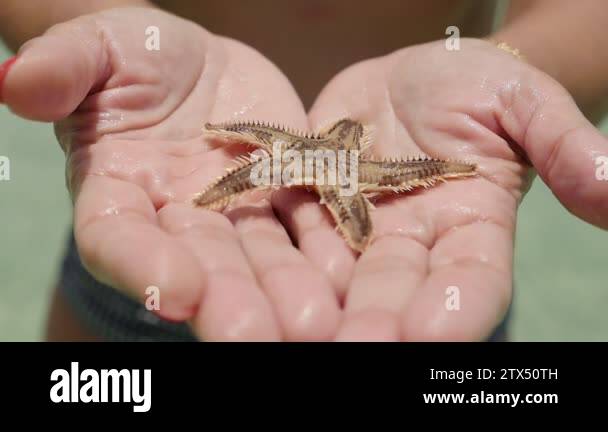 Star fish arm Stock Videos & Footage - HD and 4K Video Clips - Alamy