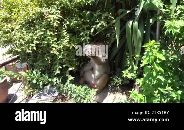 Monkey and swan Stock Videos & Footage - HD and 4K Video Clips - Alamy