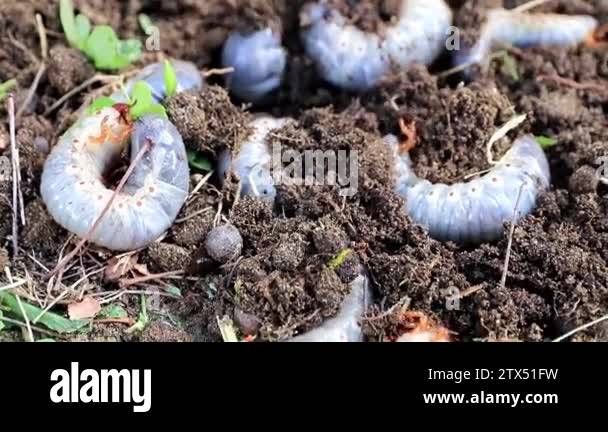 large larvae of garden pest beetles on the surface of the lawn soil Stock Video Footage - Alamy