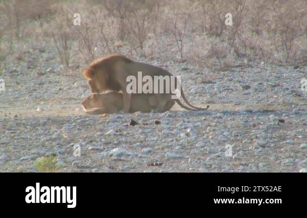 Female breeding Stock Videos & Footage - HD and 4K Video Clips - Alamy