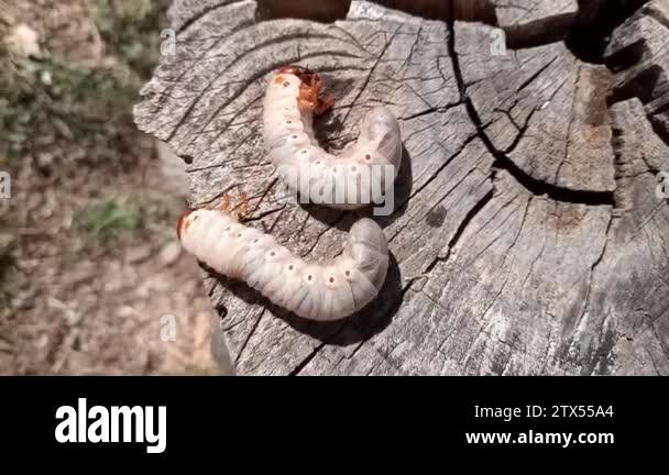 rhinoceros beetle, Rhino beetle larvae on an old wood stump. Large larvae of a rhinoceros beetle ...
