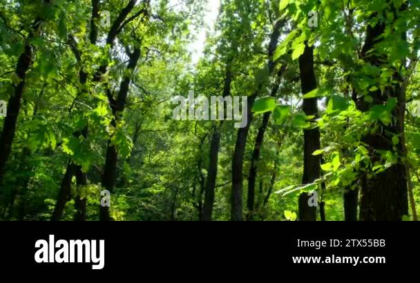 Nature. Walk through forest path, plants around. First person view ...